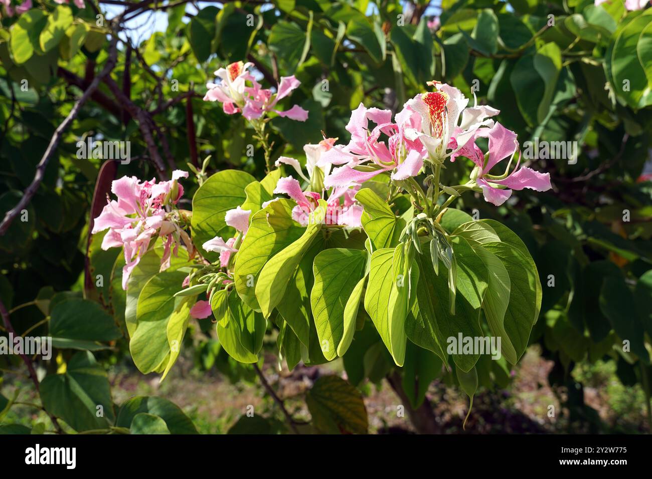 pink bauhinia, orchid tree, Arbre orchidée, Napoleon's plume, Bauhinia ...