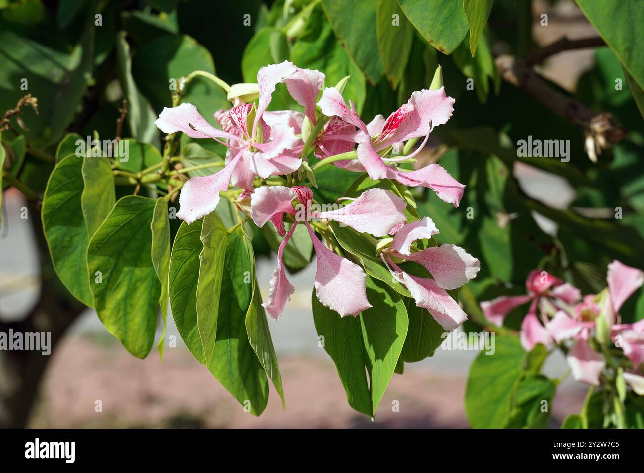 pink bauhinia, orchid tree, Arbre orchidée, Napoleon's plume, Bauhinia ...