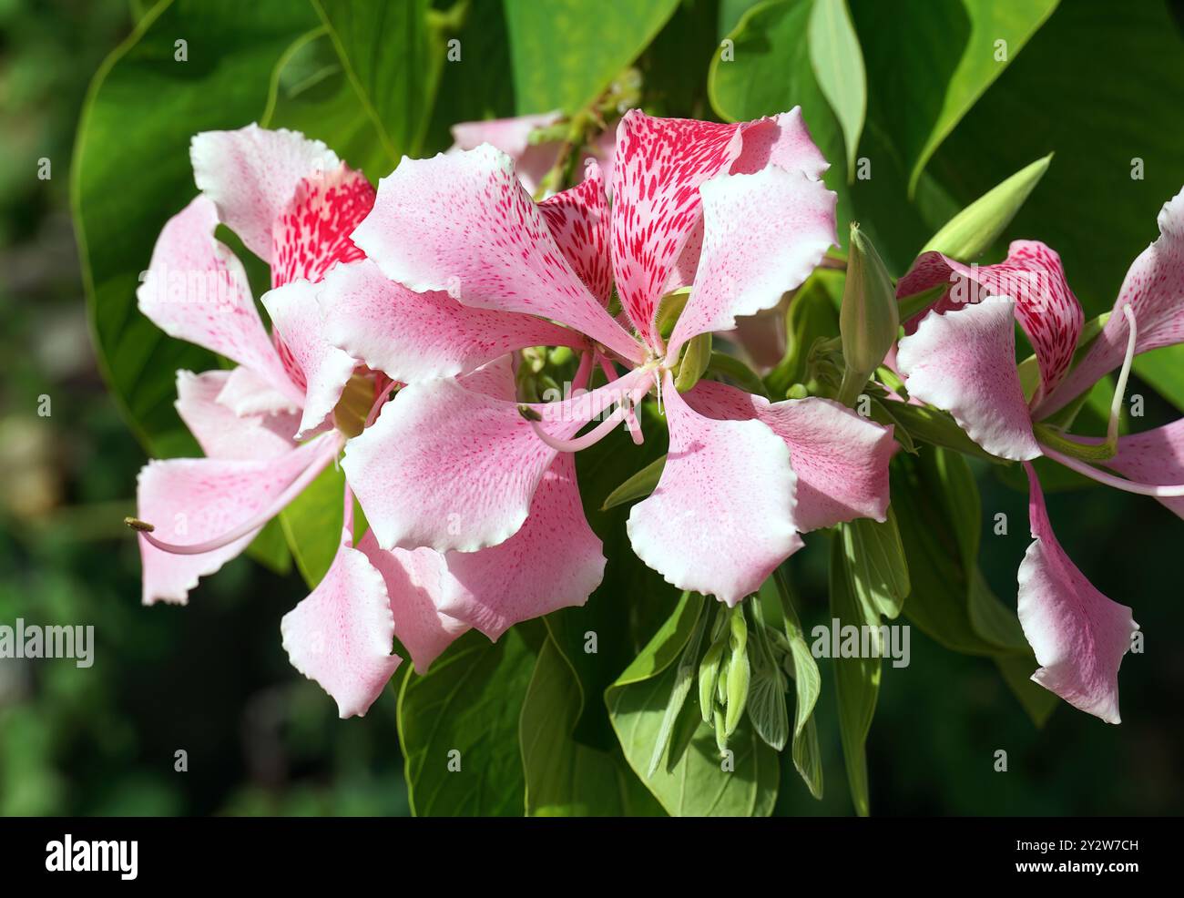 pink bauhinia, orchid tree, Arbre orchidée, Napoleon's plume, Bauhinia ...