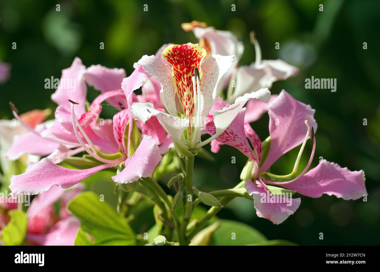pink bauhinia, orchid tree, Arbre orchidée, Napoleon's plume, Bauhinia ...