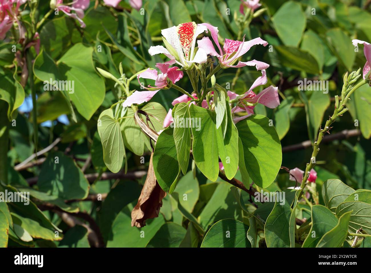 pink bauhinia, orchid tree, Arbre orchidée, Napoleon's plume, Bauhinia ...