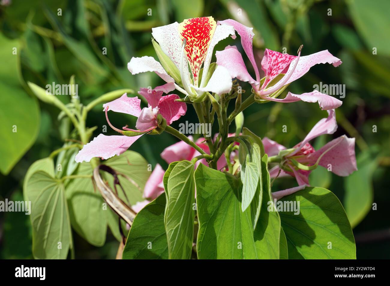 pink bauhinia, orchid tree, Arbre orchidée, Napoleon's plume, Bauhinia ...