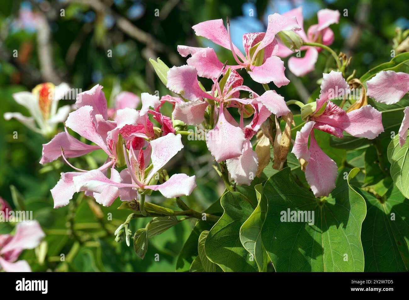pink bauhinia, orchid tree, Arbre orchidée, Napoleon's plume, Bauhinia ...