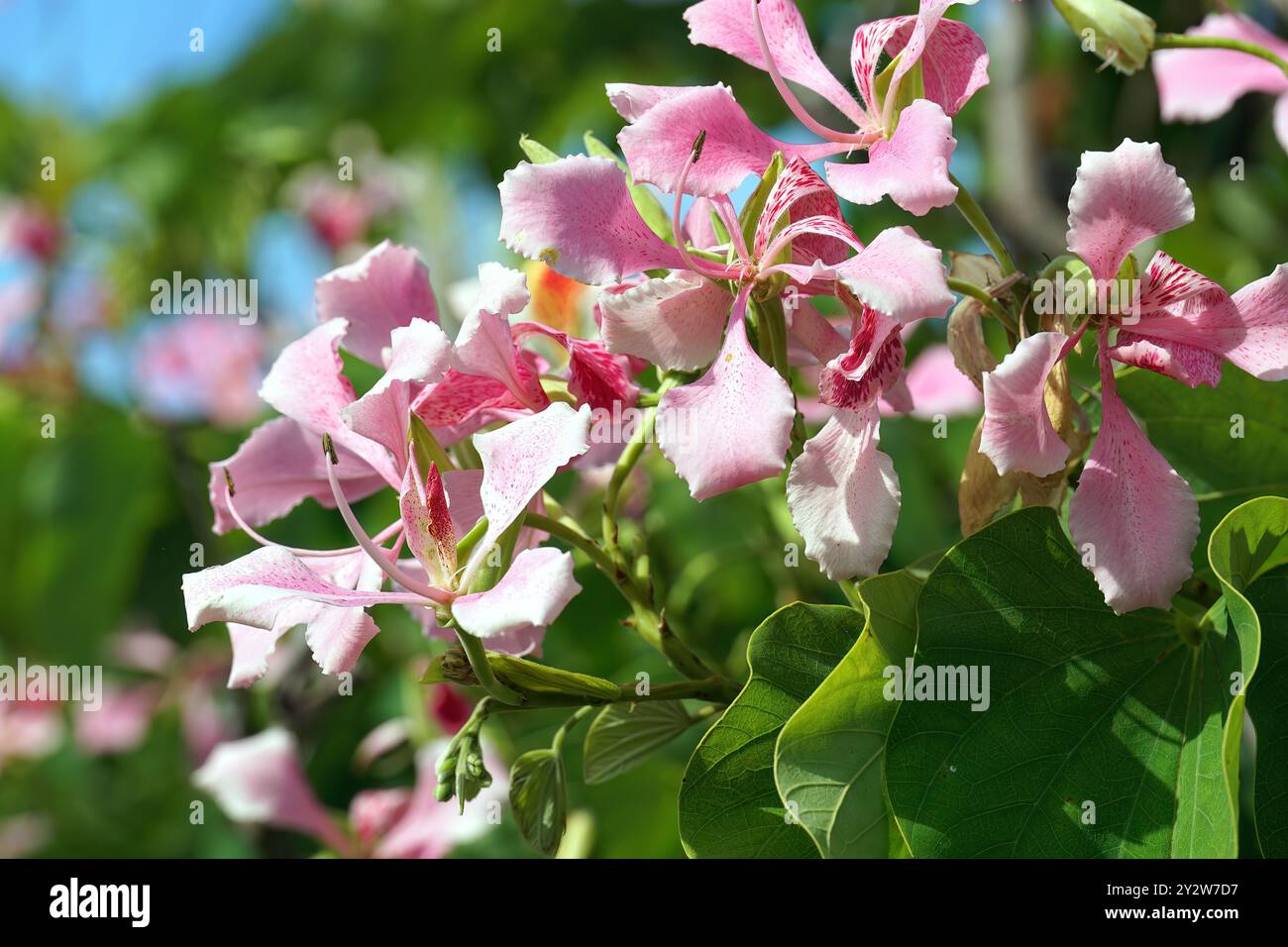 pink bauhinia, orchid tree, Arbre orchidée, Napoleon's plume, Bauhinia ...