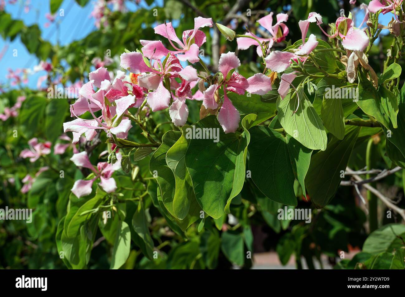 pink bauhinia, orchid tree, Arbre orchidée, Napoleon's plume, Bauhinia ...