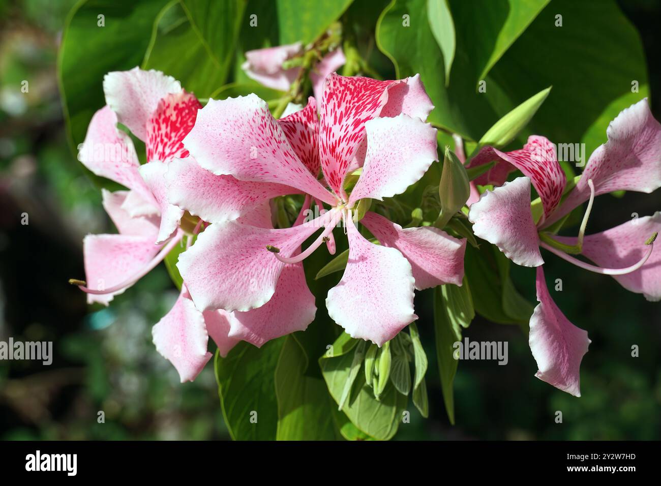 pink bauhinia, orchid tree, Arbre orchidée, Napoleon's plume, Bauhinia ...