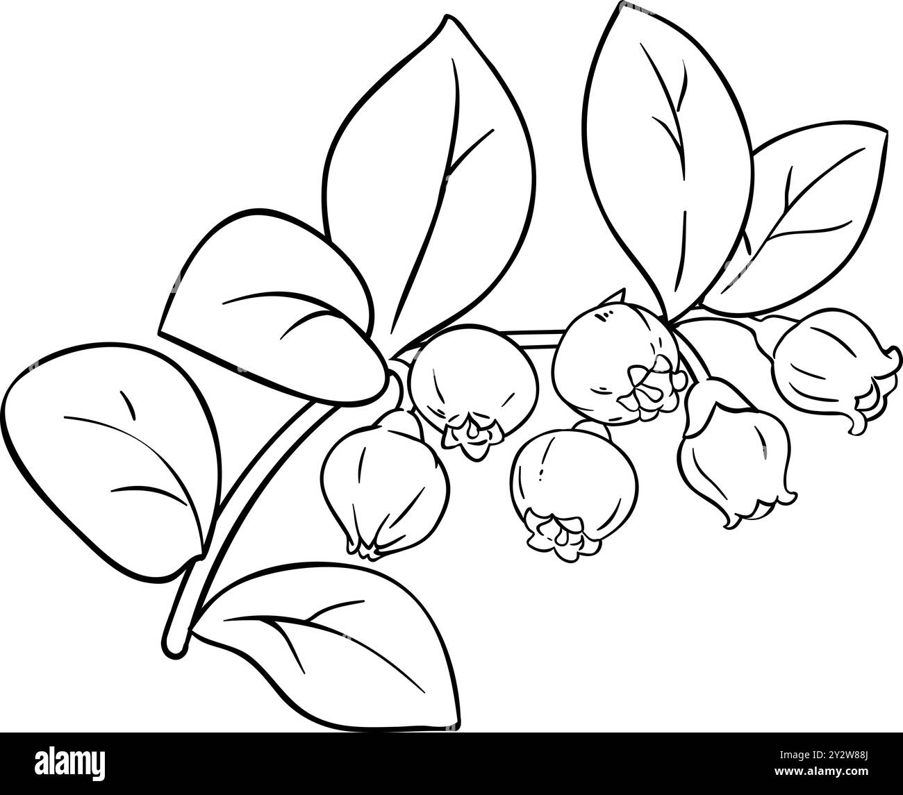 Bilberry Branch with Flowers Outline Illustration Stock Vector Image ...