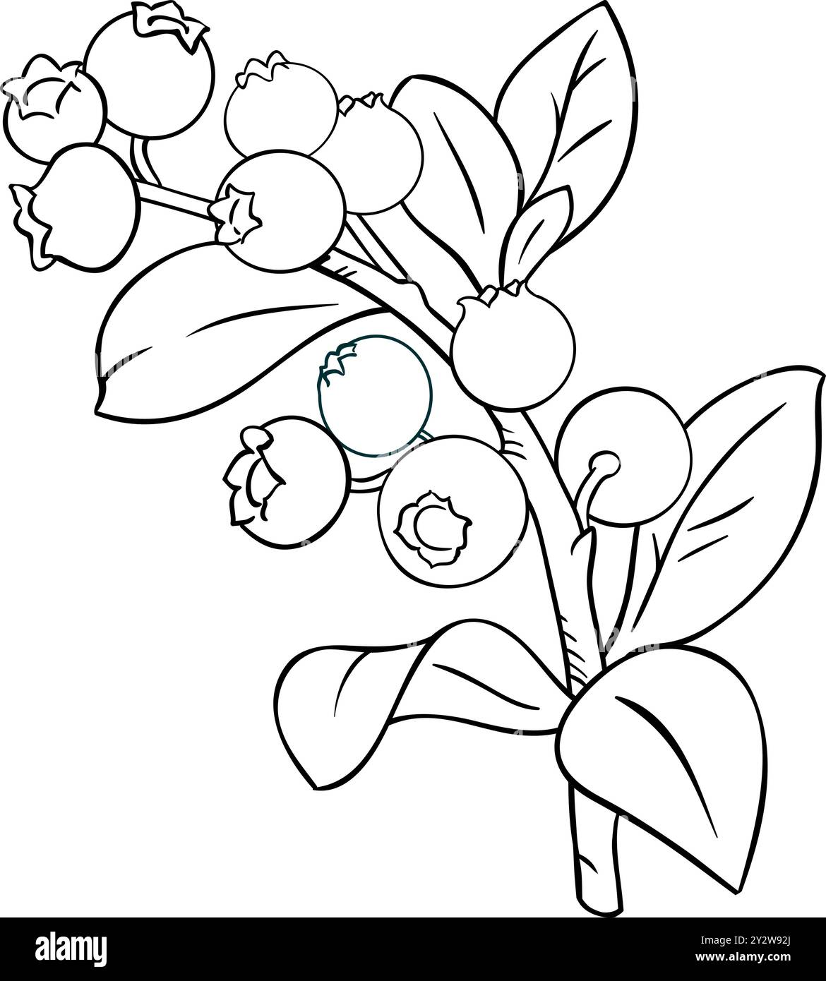 Illustration blueberry branch leaves hi-res stock photography and ...