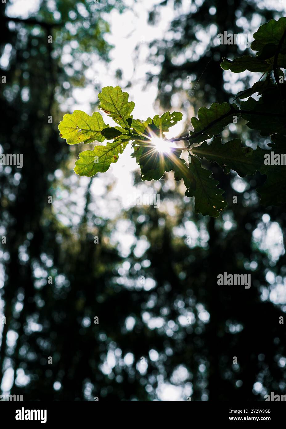 Sunbeam nature hi-res stock photography and images - Alamy