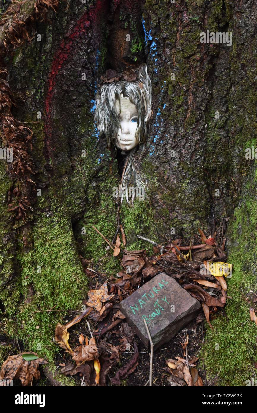 A pale-faced, blue-eyed doll head stuck in the gap of a tree trunk at ...