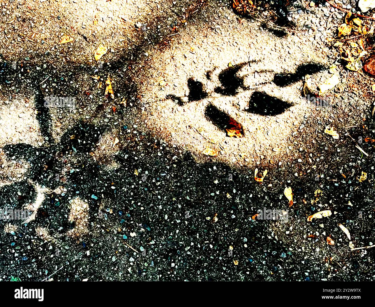 leaf shadow play Stock Photo - Alamy