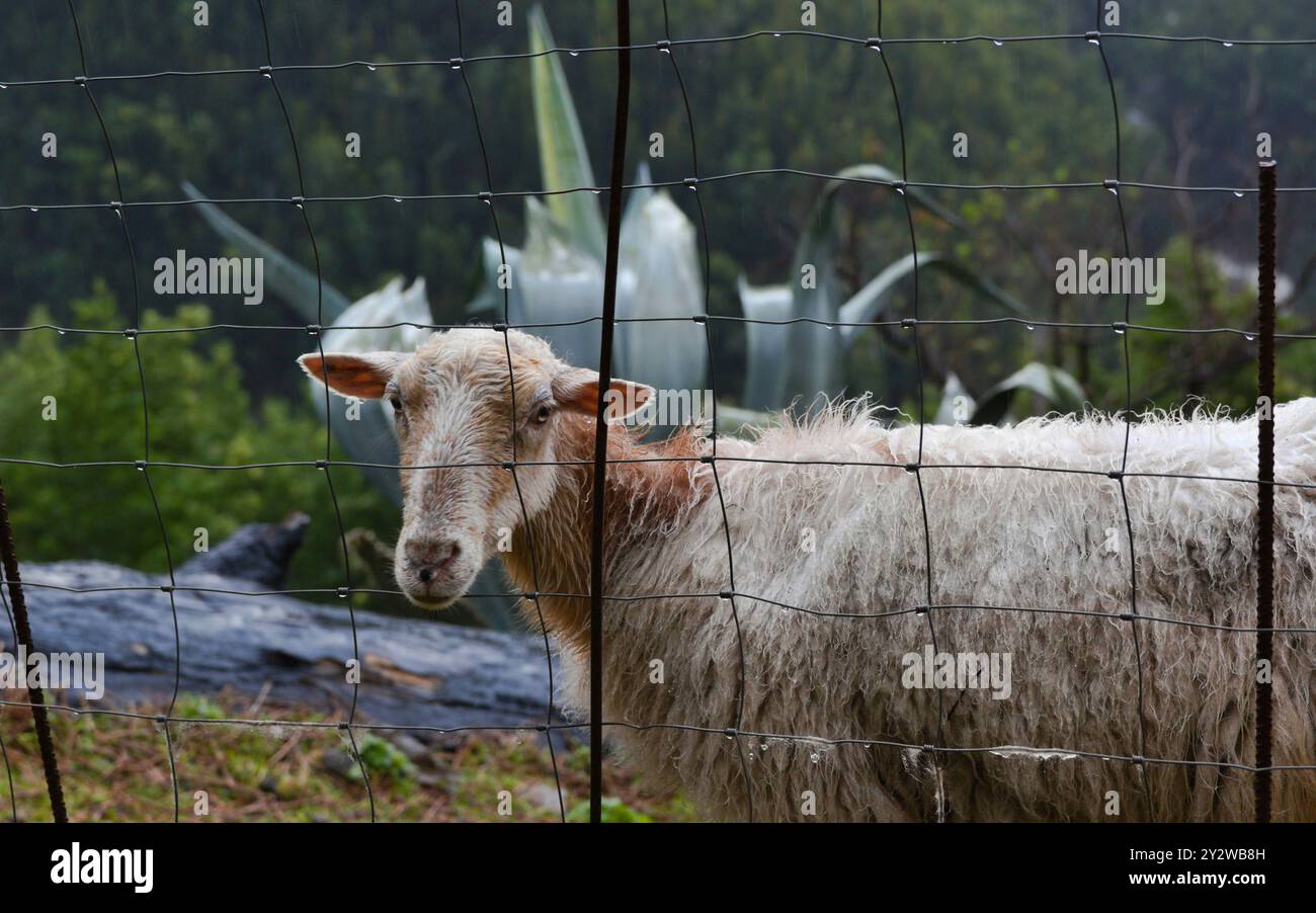 A Sheep In An Enclosure On Madeira Island Looks Back At The Observer ...