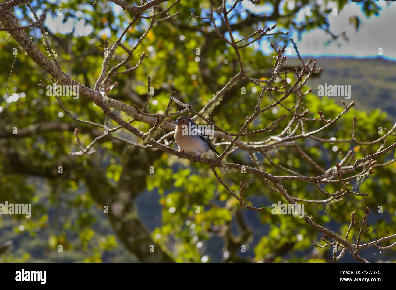 A Chaffinch In A Tree Foraging On The Stretch Of Levada Das 25 Fontes ...