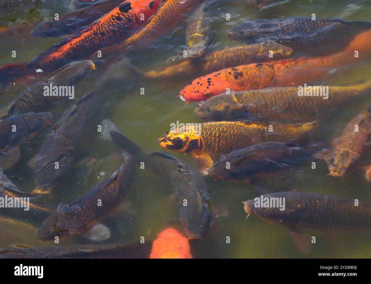 Koi Fish Frolic On The Surface Of The Water In A Pond In Bicentenario ...