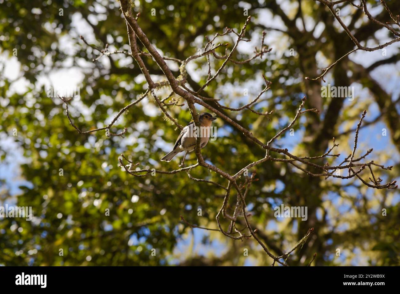 A Chaffinch In A Tree Foraging On The Stretch Of Levada Das 25 Fontes ...