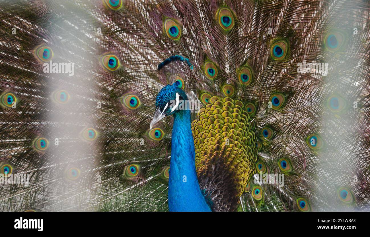 An Ostrich Shows Off Its Magnificent, Colorful Plumage - Taken In Los ...
