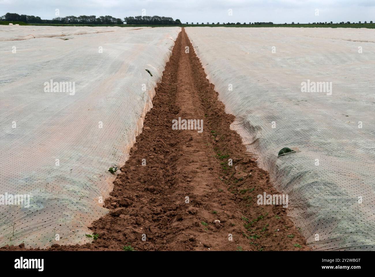 Growing crops under plastic sheeting all year round protection ...