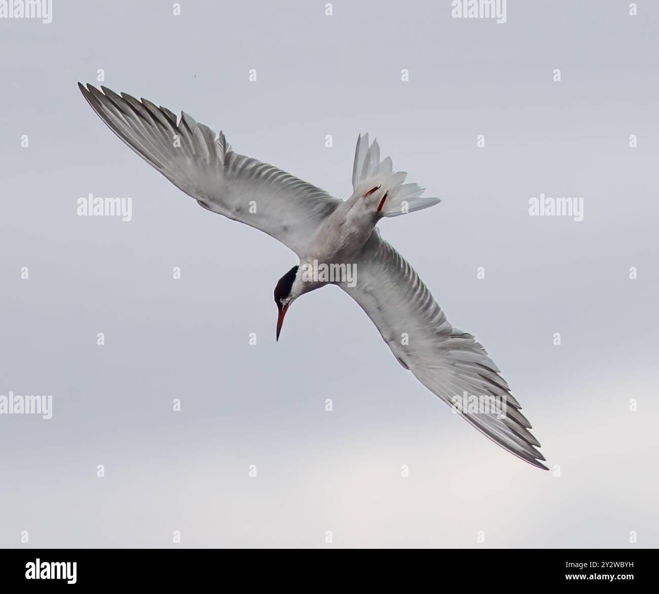 A tern bird in mid-flight against a cloudy sky, showcasing its wingspan ...
