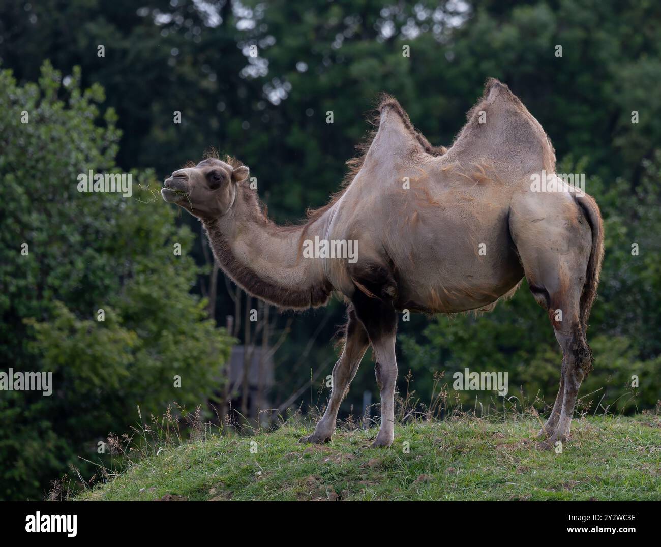 A Bactrian camel standing on a grassy hill with a lush green forest ...