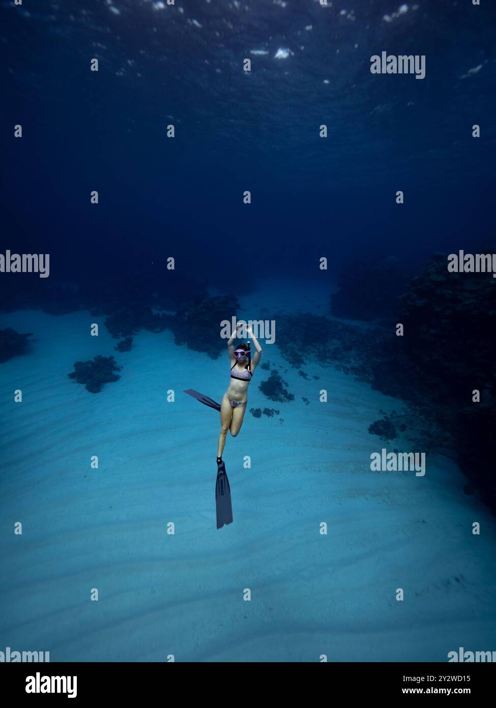 A female diver with fins explores an underwater landscape with clear ...