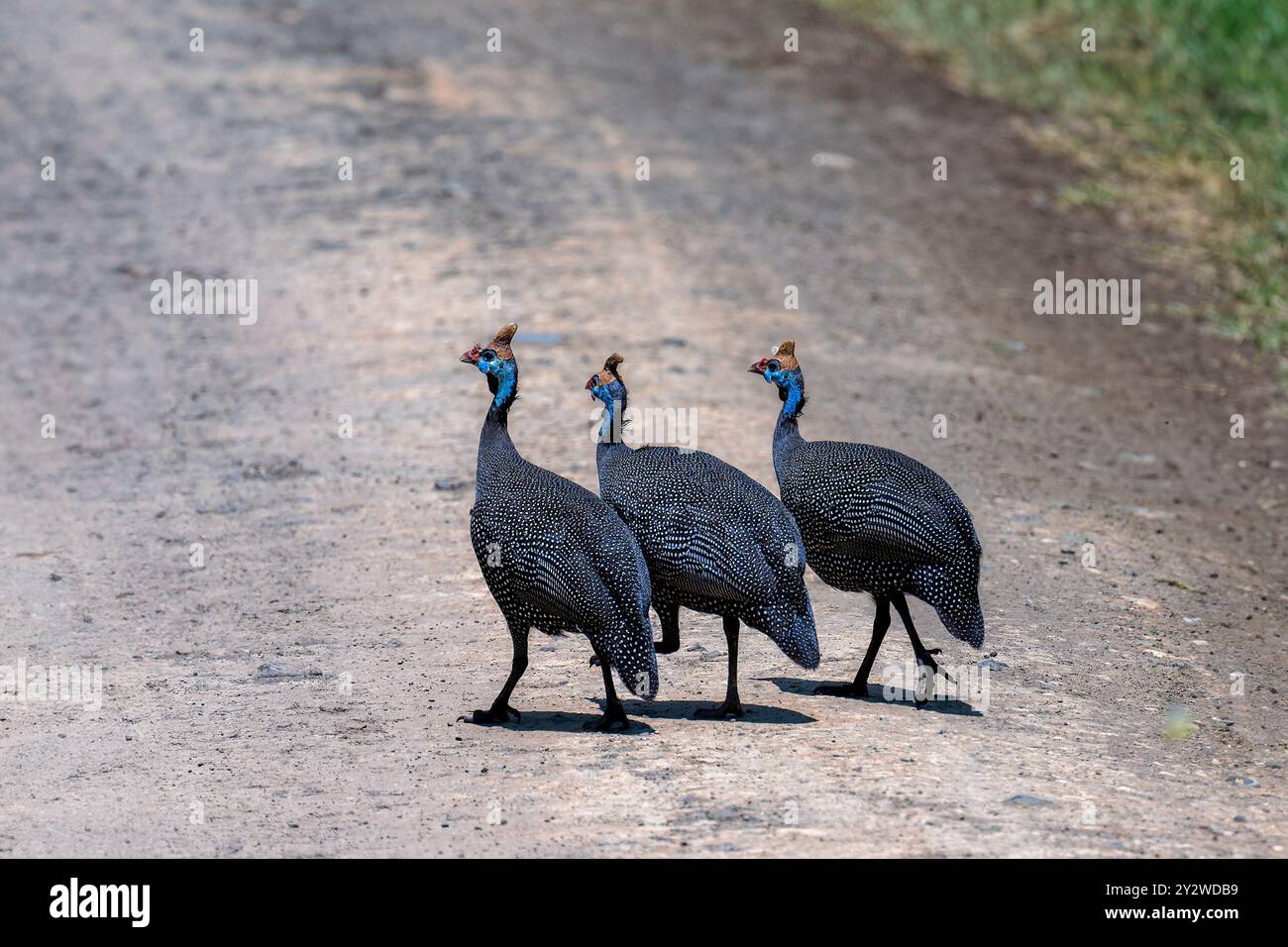 A trio of Helmeted Guineafowl (Numida Meleagris) crossing the roads in ...