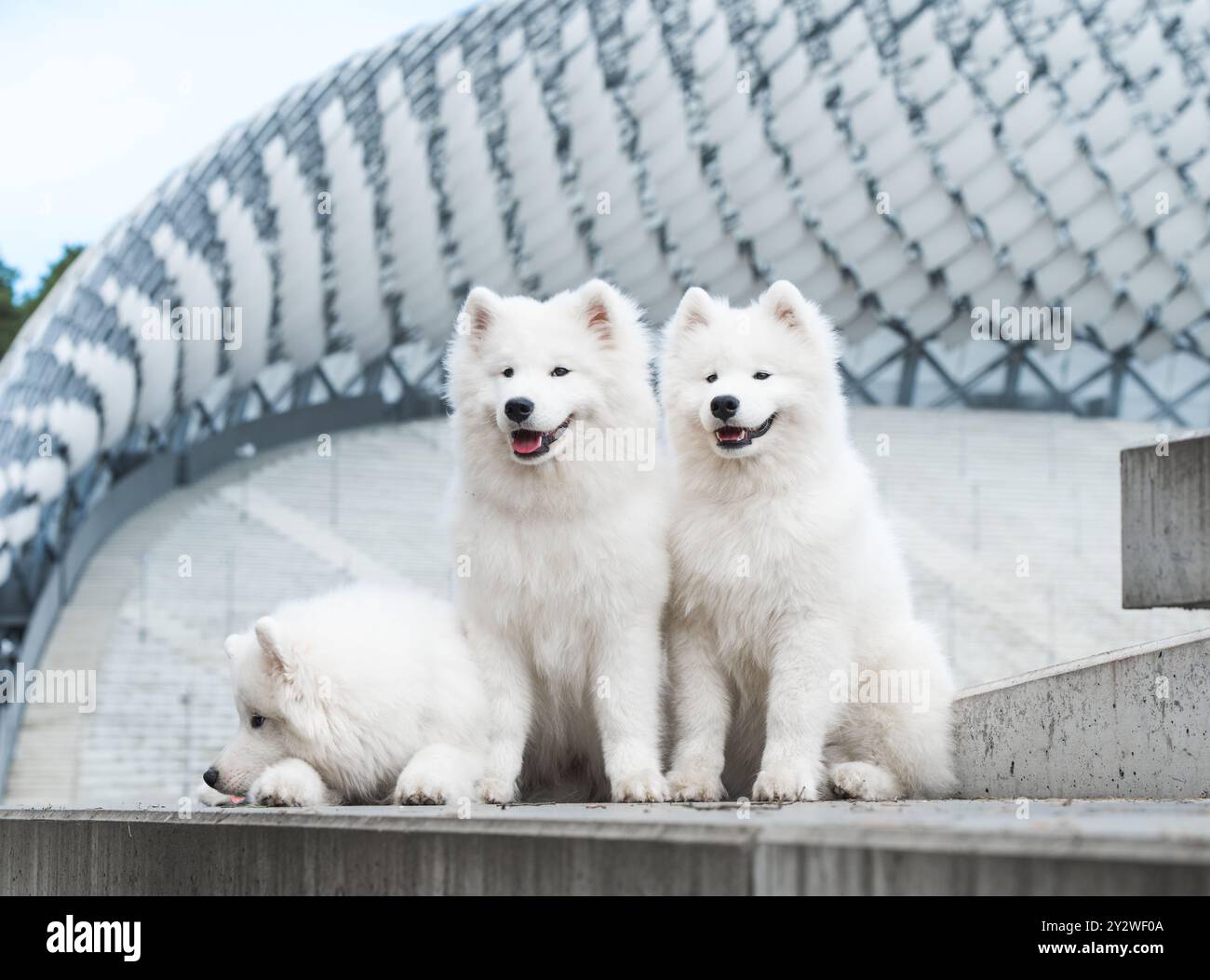 Funny three Young White Samoyed Dog in stadium park, happiness and ...