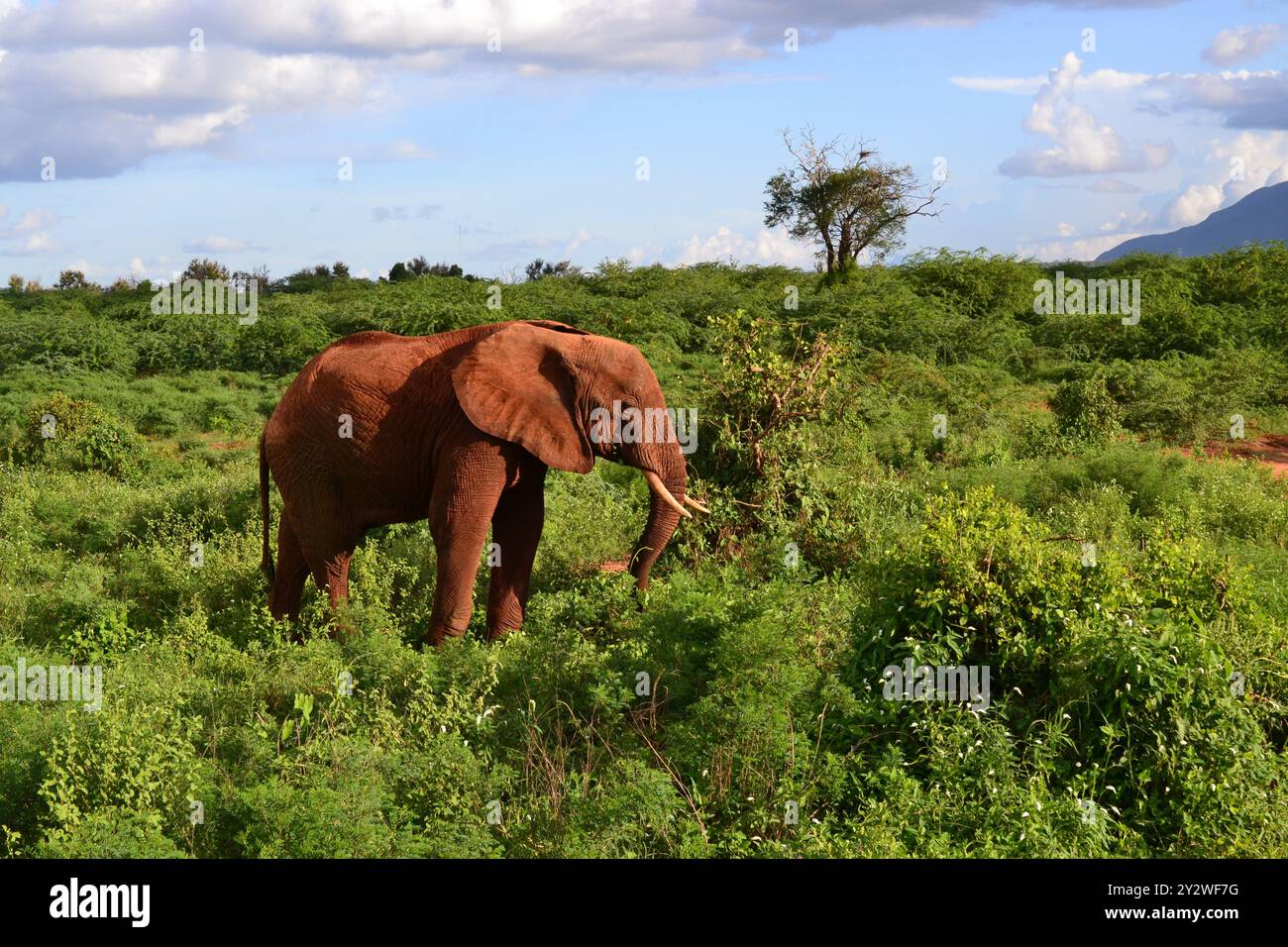 An elephant grazing in a lush green savannah under a clear blue sky ...