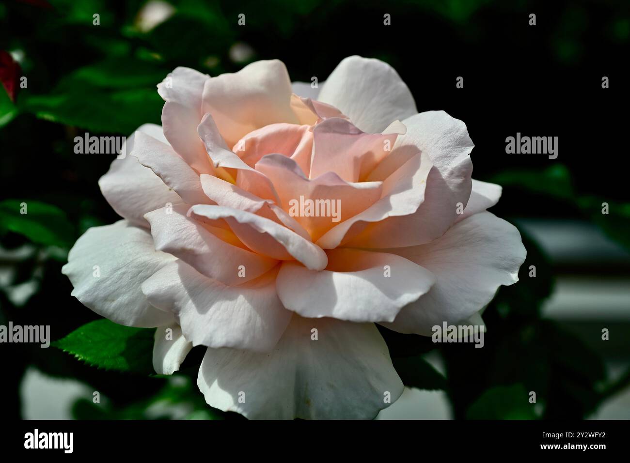 'A Whiter Shade of Pale' Hybrid Tea Rose with lush petals against a ...