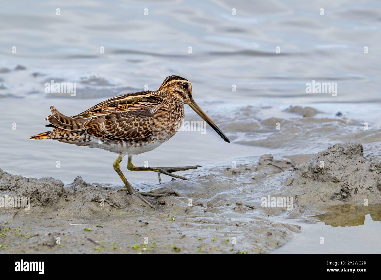 Common snipe (Gallinago gallinago) foraging in shallow water by probing ...