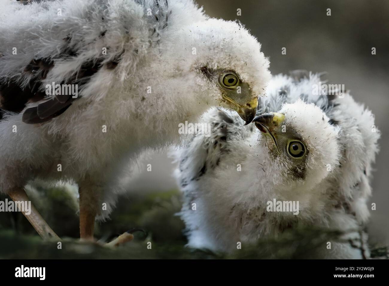 A closeup shot of Eurasian sparrowhawk chicks sticking beaks to each ...