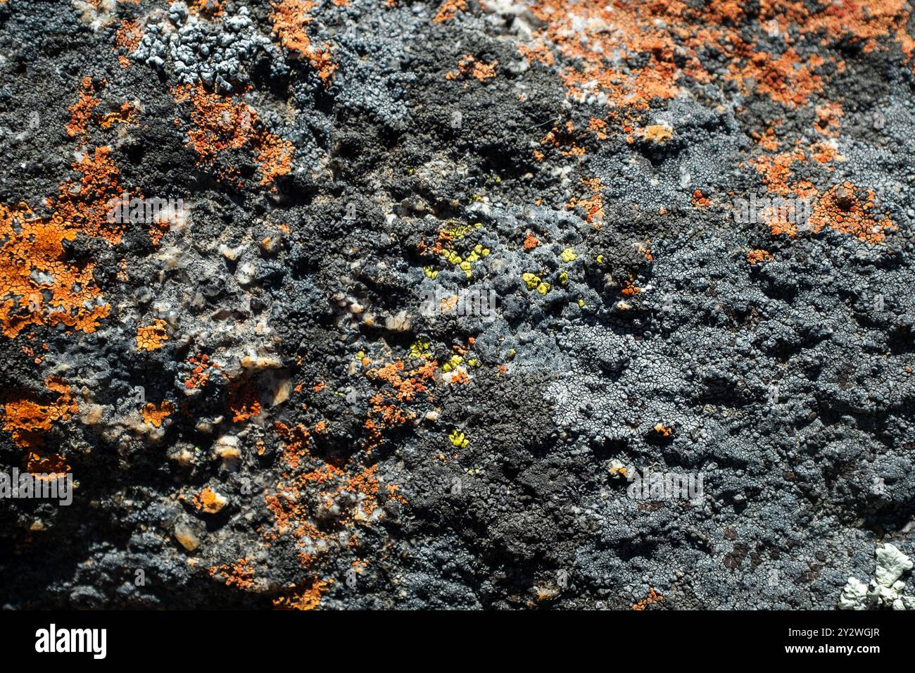 A closeup of brightly colored lichen on a rock in Namaqua National Park ...