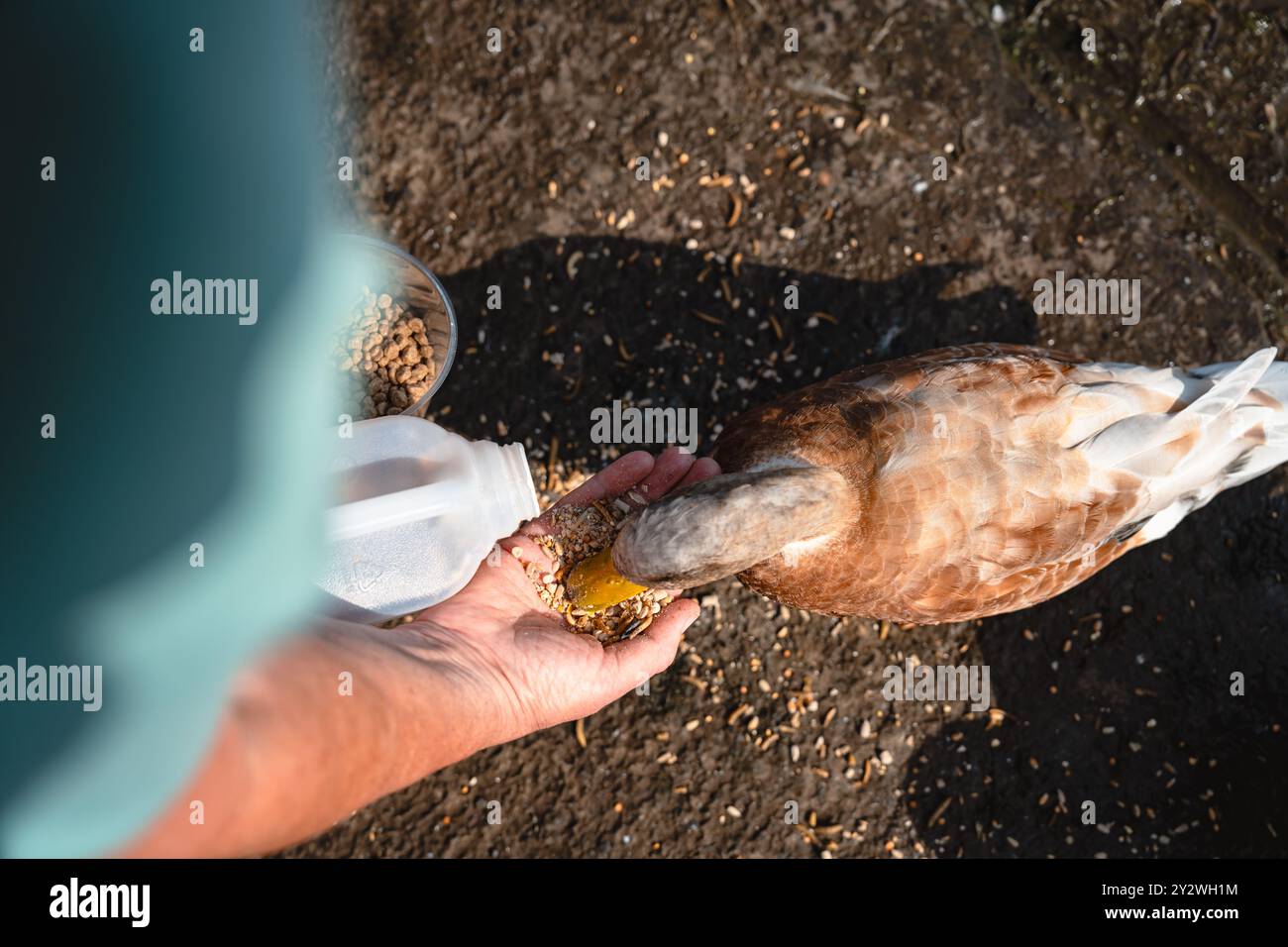 Book cover birds nature feeding hi-res stock photography and images - Alamy