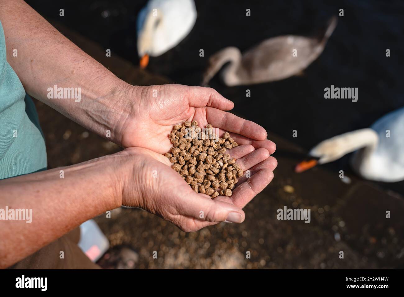Bird food mix in a lady's hands and feeding the swans and ducks at ...
