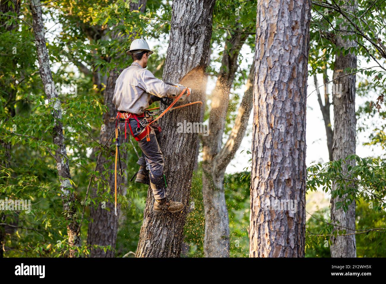 Tree arborist using chainsaw to cut tree down, while wearing safety ...