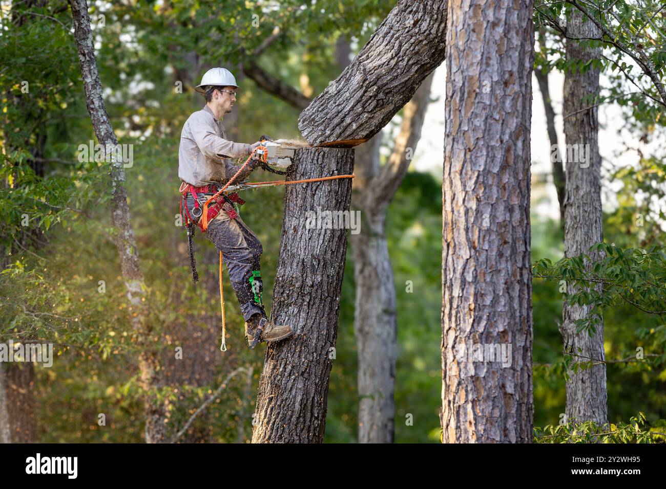 Tree arborist using chainsaw to cut tree down, while wearing safety ...