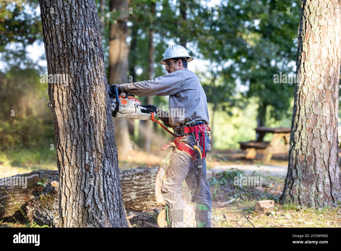 Tree trimmer using chainsaw and gear to cut down large oak tree Stock ...