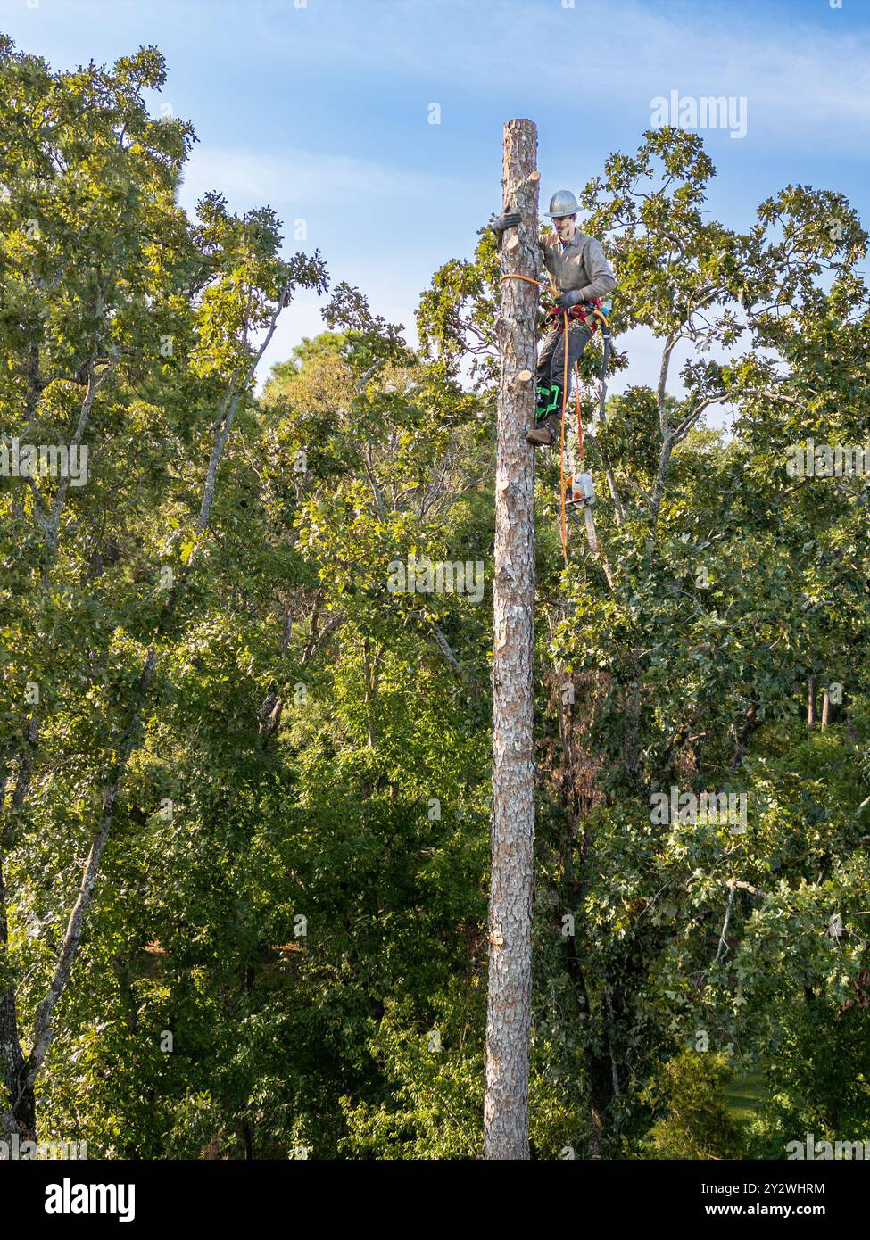 Tree arborist climbing high in pine tree to cut trunk Stock Photo - Alamy