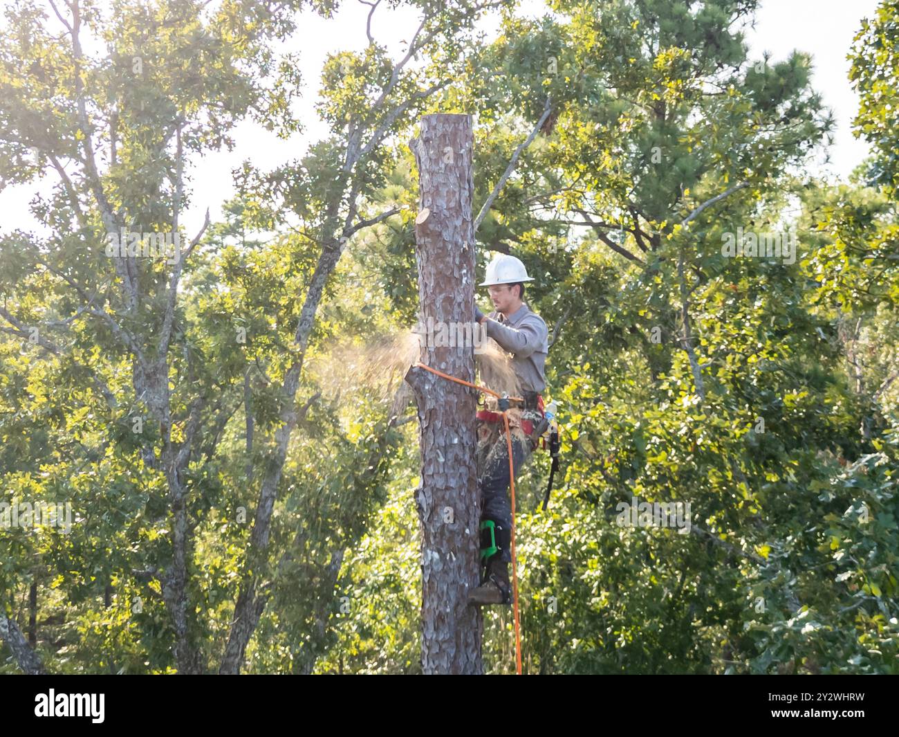 Tree arborist climbing high in pine tree to cut trunk Stock Photo - Alamy