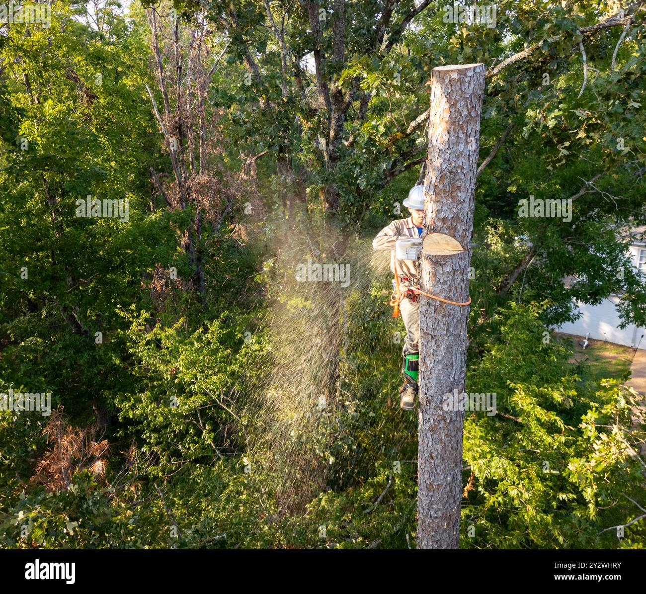 Tree arborist climbing high in pine tree to cut trunk Stock Photo - Alamy