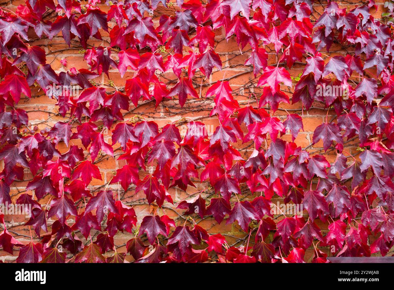 Brick wall covered in Boston ivy with leaves changing into their autumn ...