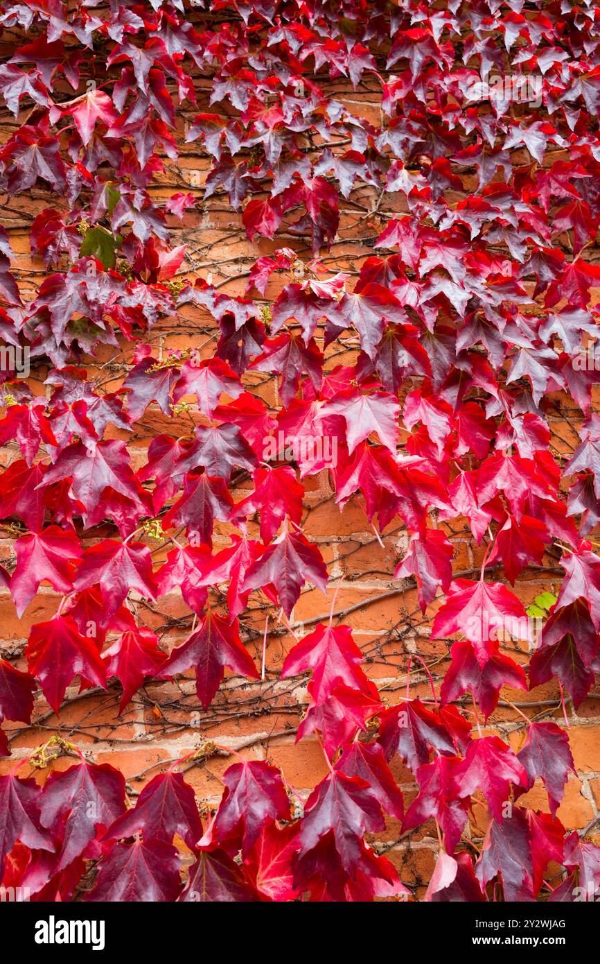 Brick wall covered in Boston ivy with leaves changing into their autumn ...