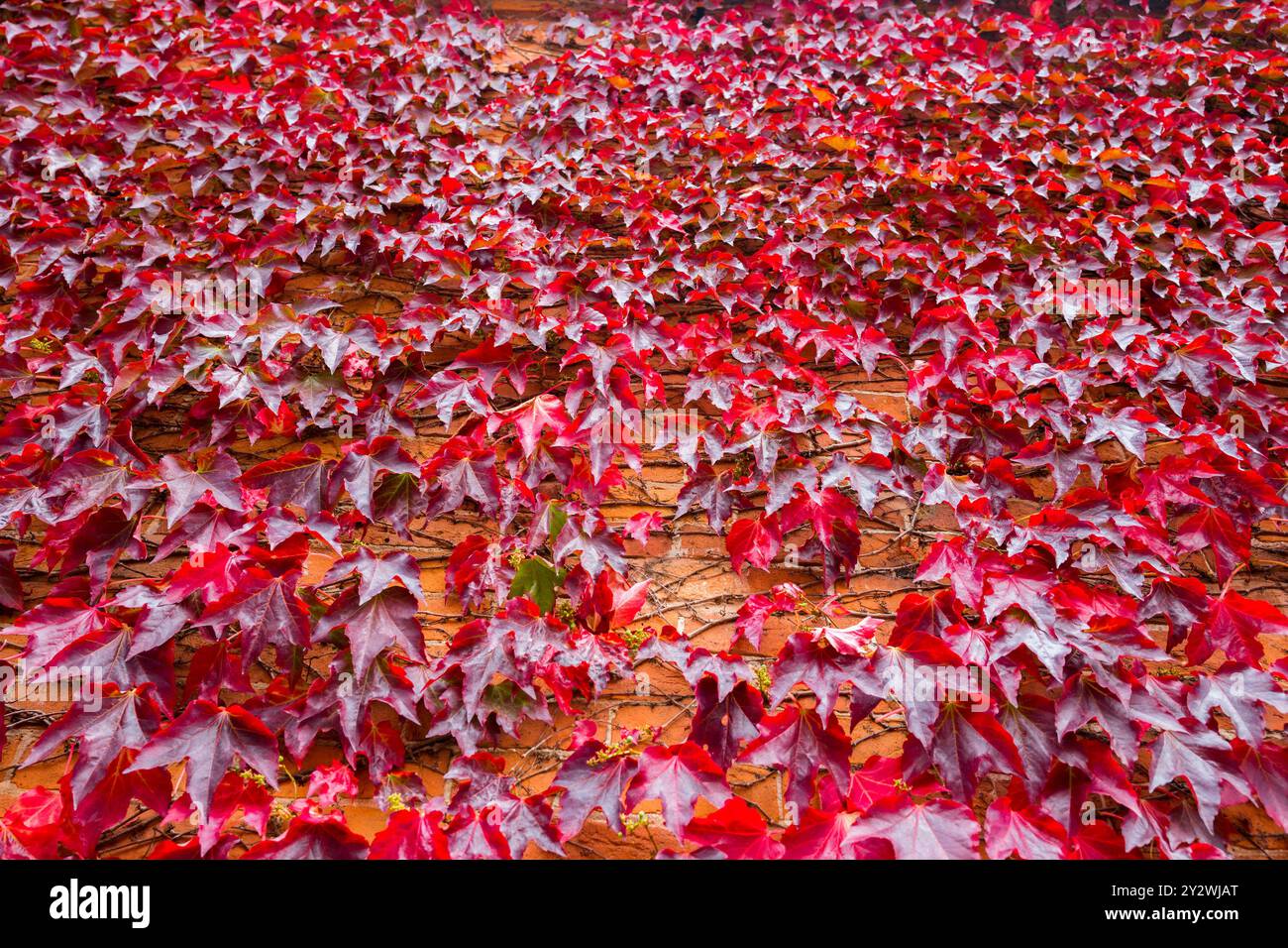 Ivy changing colour in autumn hi-res stock photography and images - Alamy