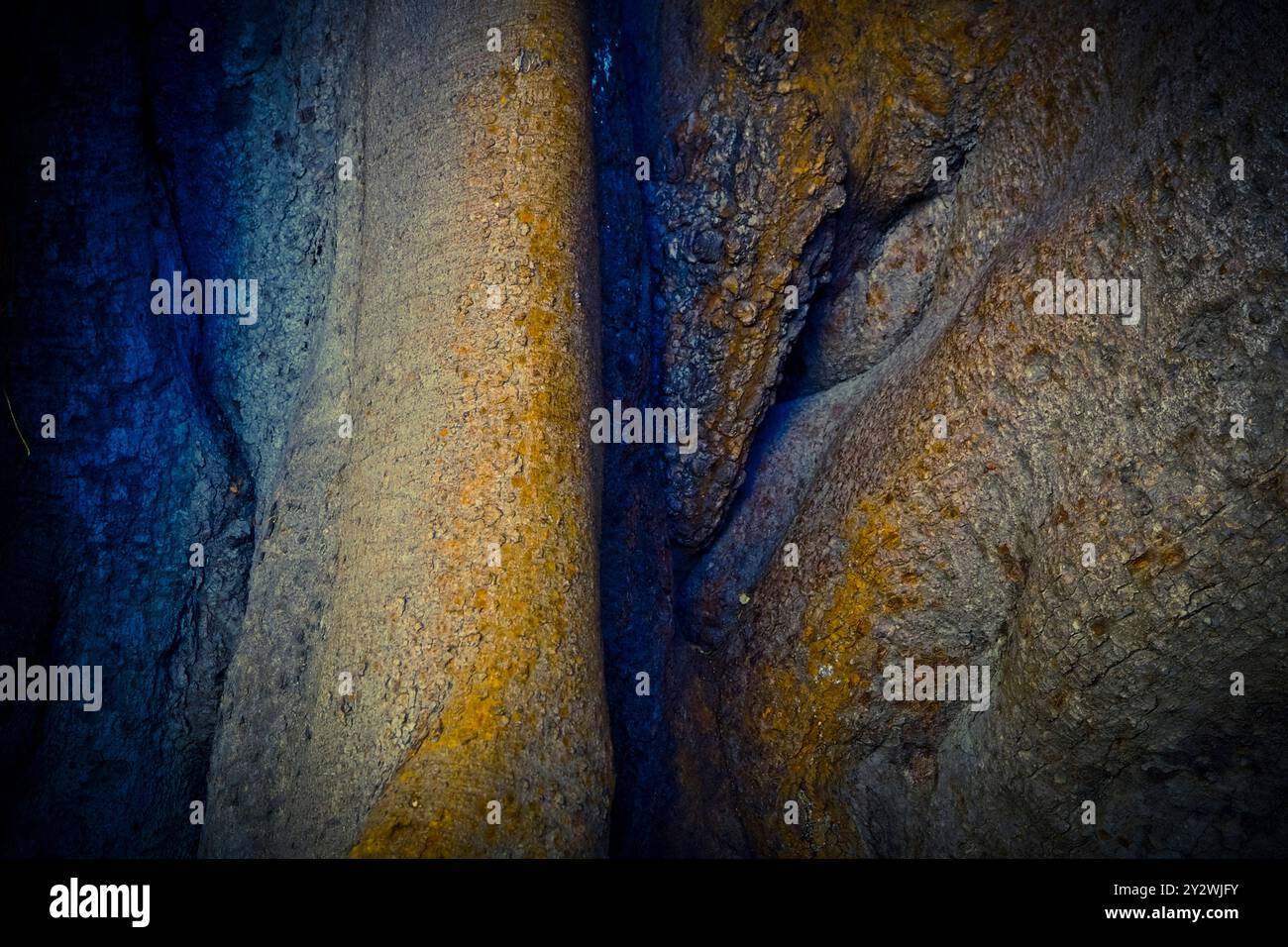 Structure of a tree hi-res stock photography and images - Alamy