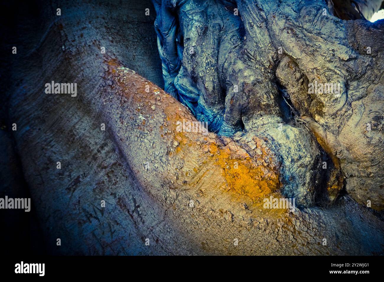 Structure of a tree hi-res stock photography and images - Alamy