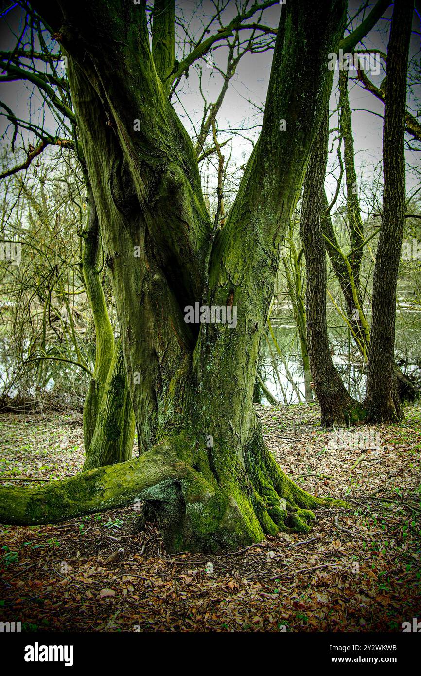 Fairytail forest hi-res stock photography and images - Alamy