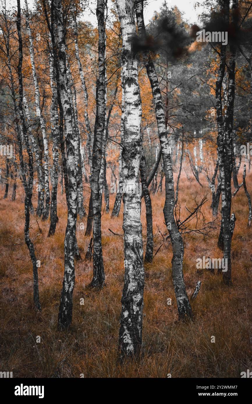 Birch forest in the Wahner Heide nature reserve near Cologne Stock ...