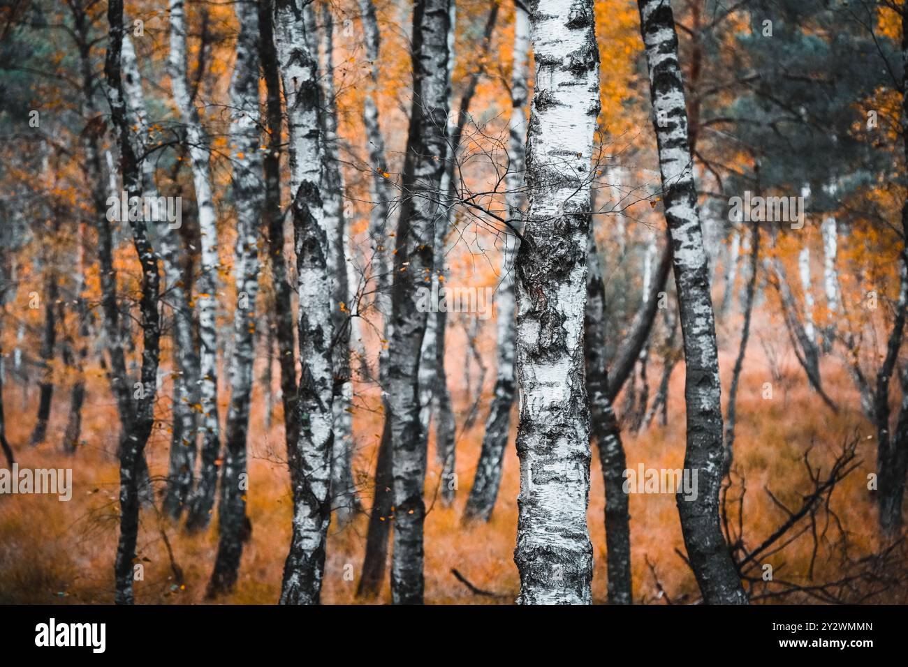Birch forest in the Wahner Heide nature reserve near Cologne Stock ...
