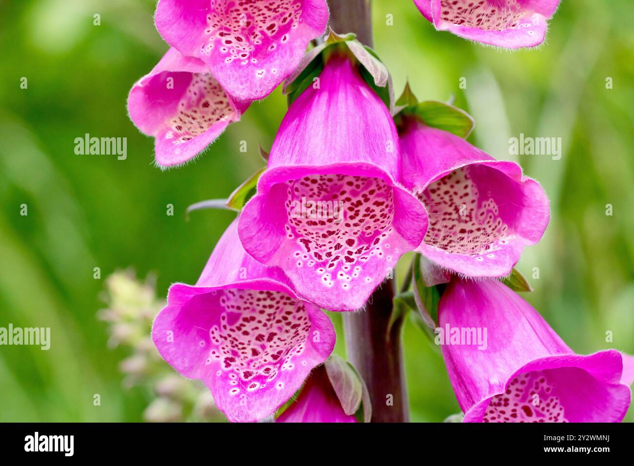 Foxglove (digitalis purpurea), close up focusing on the central flowers ...