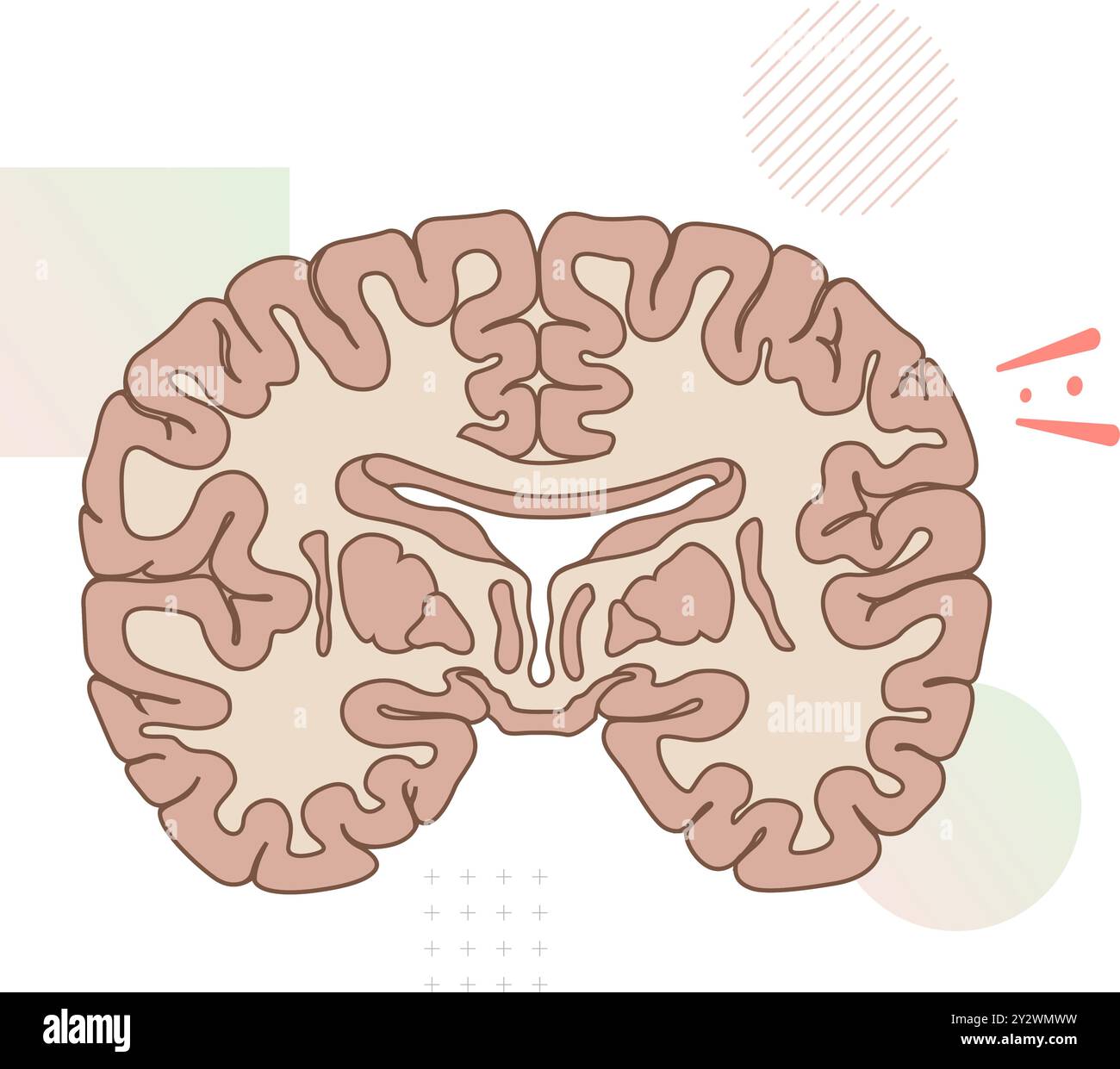 Brain cross section dementia hi-res stock photography and images - Alamy
