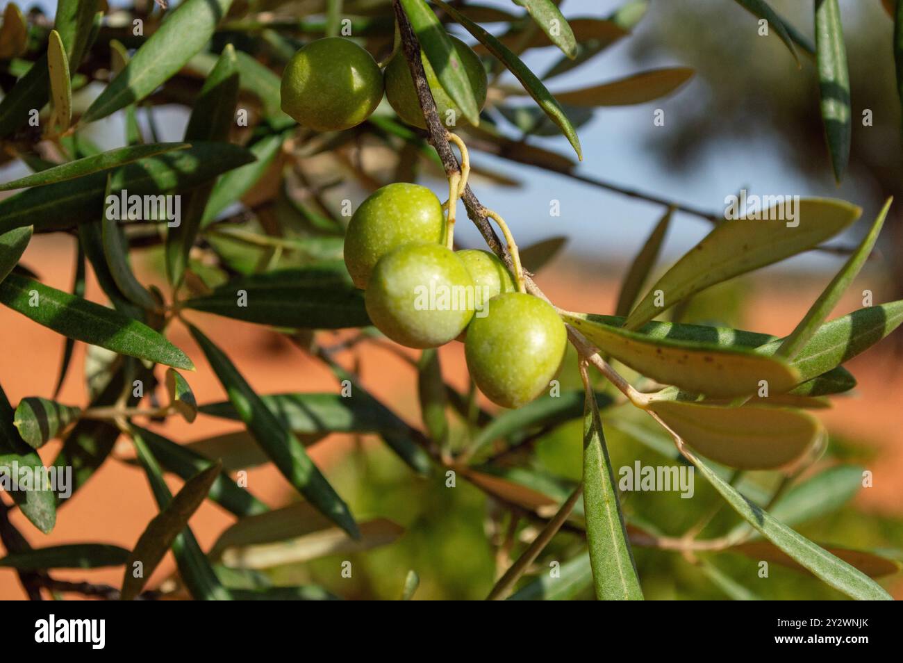 Green olives ripening on the olive branch, source of extra virgin olive ...